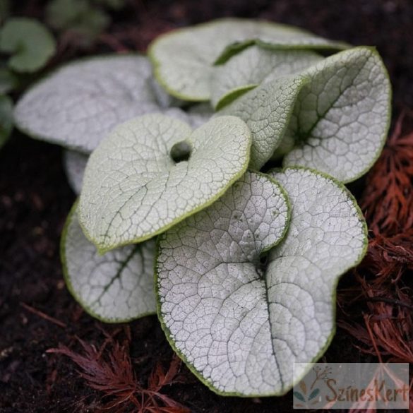 Brunnera macrophylla ''Alexandria' - kaukázus
