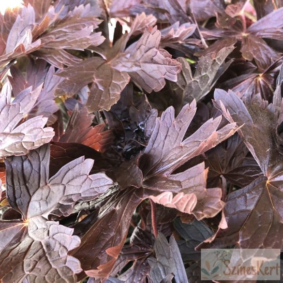 Geranium 'Stormy Night' - gólyaorr - szineskert.co